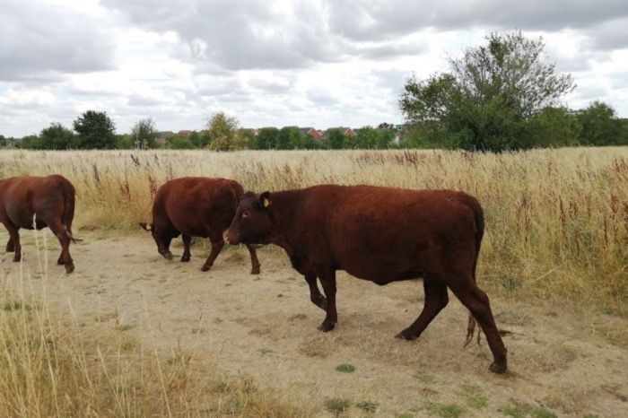 Come and meet our cows and learn how they help the environment ...